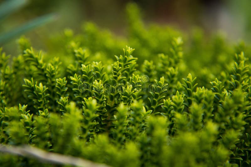 Spring green plant stock image. Image of green, artificial - 108173135