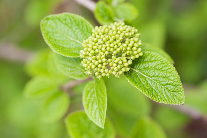 Spring green plants stock image. Image of garden, grass - 30701033