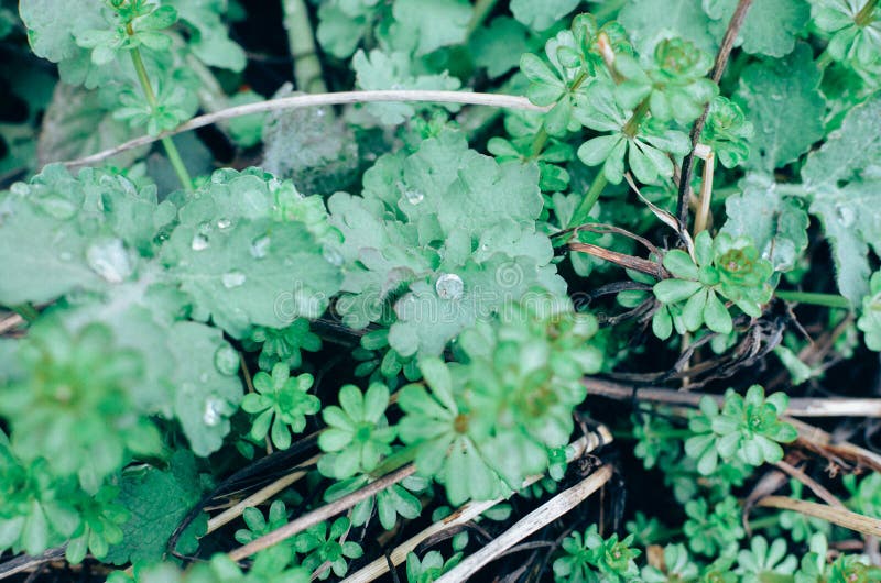 Spring Green Plants at the Ground Stock Image - Image of idea, fashion ...
