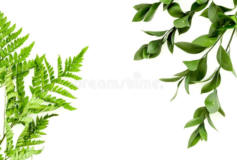 Spring Green Plants, Sprigs, Leaves Border on White Background Top View ...