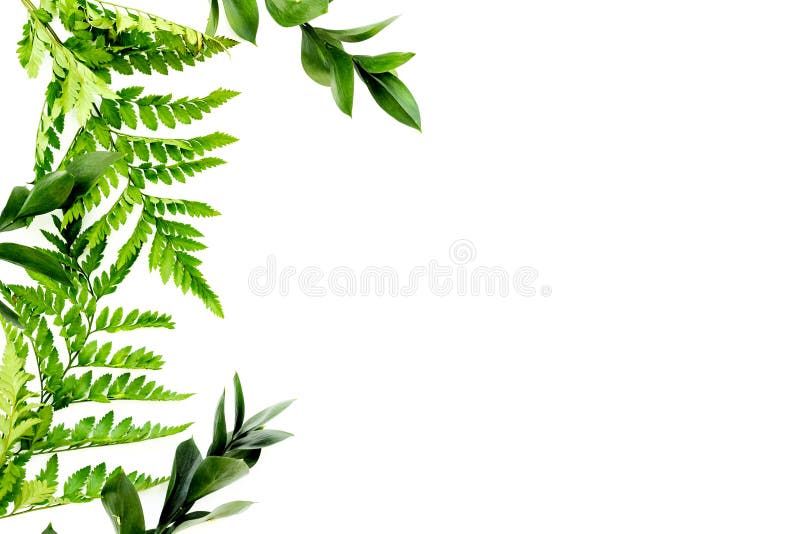 Spring Green Plants, Sprigs, Leaves Border on White Background Top View ...