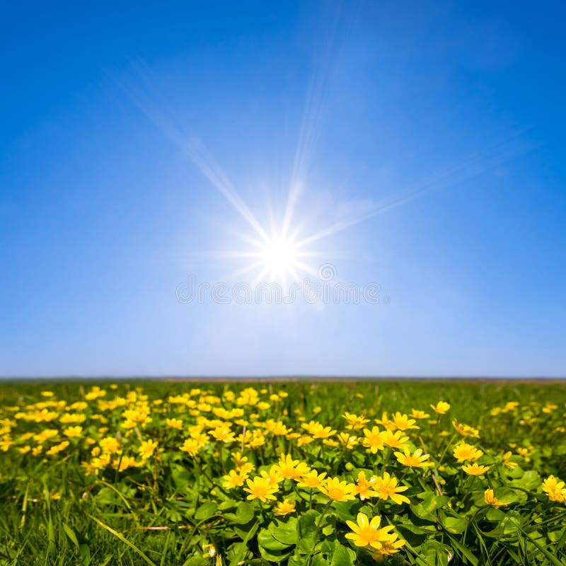 Green Prairie Covered by Wild Flowers at the Sunny Day Stock Image ...