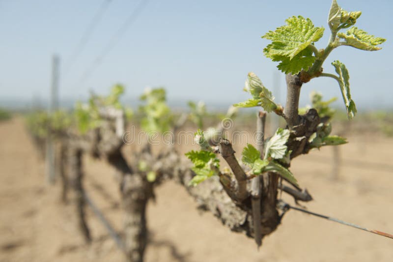 Spring Green Shoots on Mature Grape Vines, Spain Stock Photo - Image of ...
