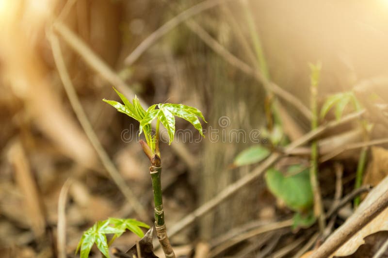Spring Green buds stock image. Image of nature, plant - 67728943