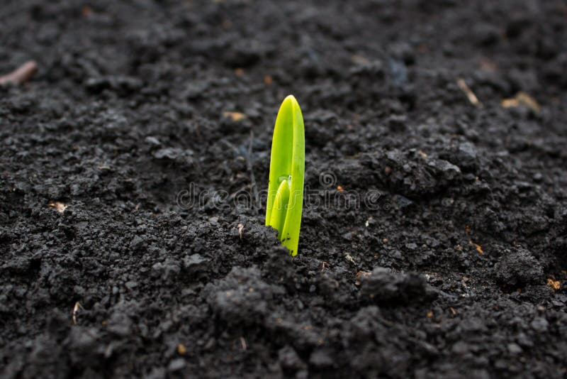 Spring green shoots stock image. Image of agriculture - 102416449