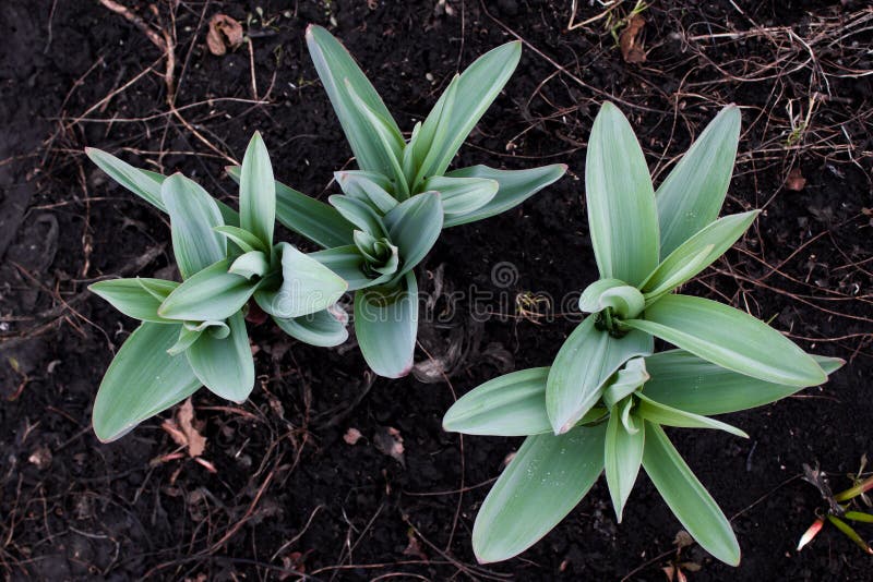 Spring green shoots stock photo. Image of field, green - 102416494