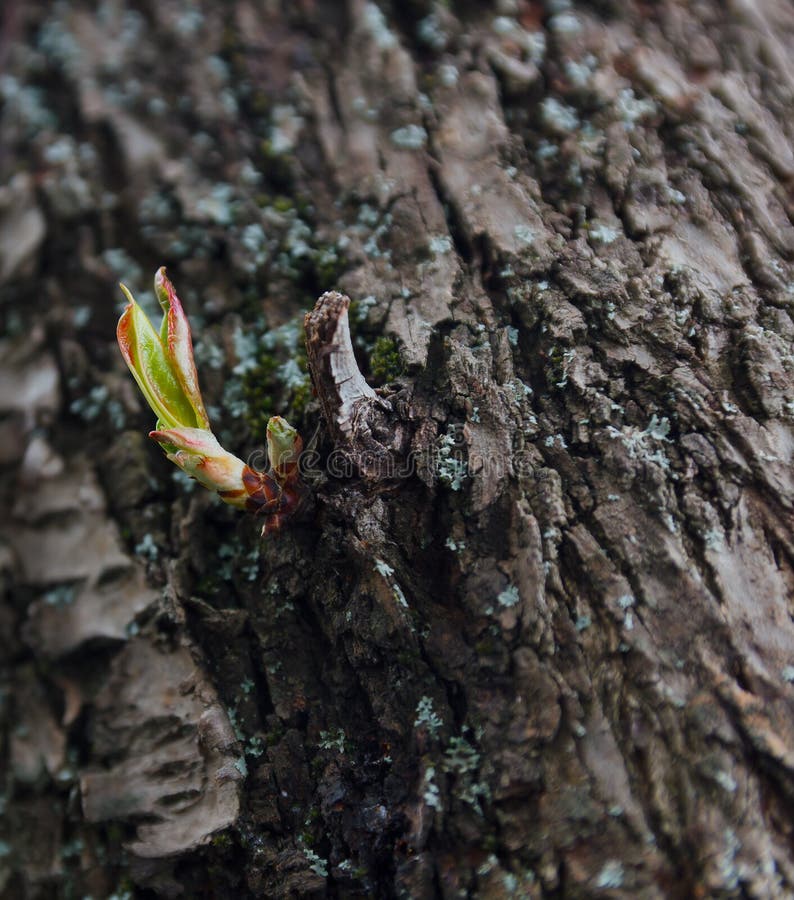 Spring Green Sprout Almonds. Stock Photo - Image of light, beginnings ...