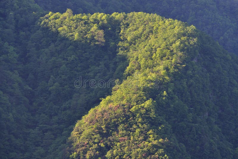 Spring is green stock photo. Image of sides, color, light - 31005980