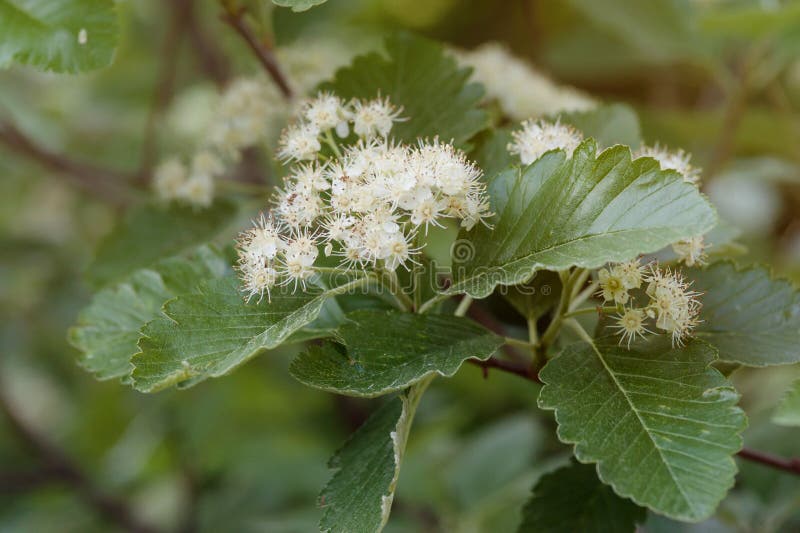 Spring green tree foliage stock photo. Image of sunshine - 51723850