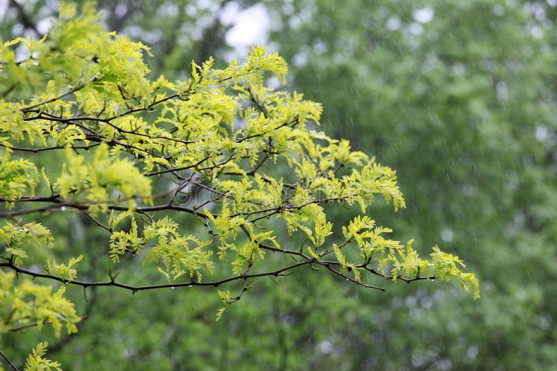 Spring Green Tree Leaves stock photo. Image of rain, green - 53043052