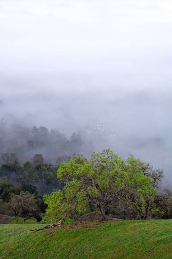 Spring Green Tree in Mist stock image. Image of dusk, dawn - 5434803