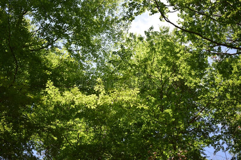Spring Green Trees stock image. Image of vegetation - 279230357