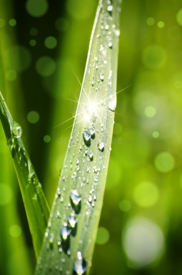Spring Green Wet Grass stock image. Image of green, leaf - 40930495