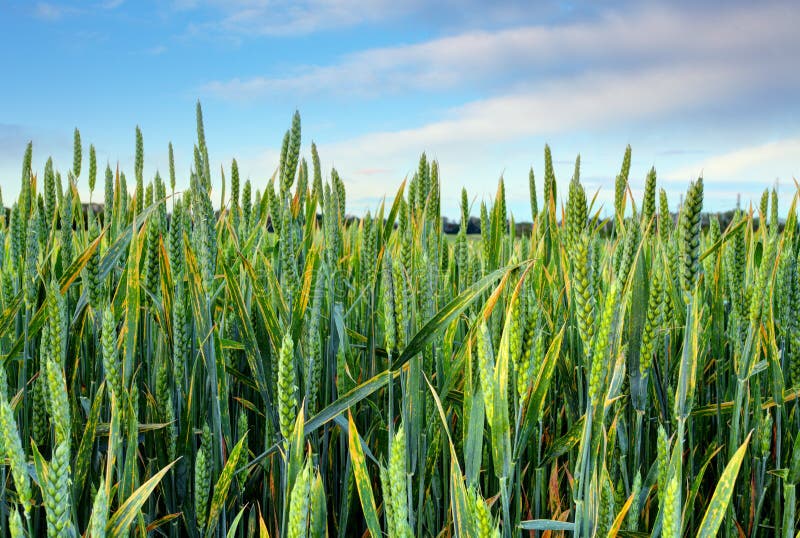 Spring Green wheat field stock photo. Image of land, grass - 45132016