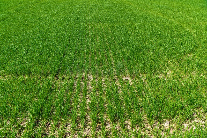 Wheat Sprouts after Rain, Water Drops on Wheat. Young Wheat or Grass ...