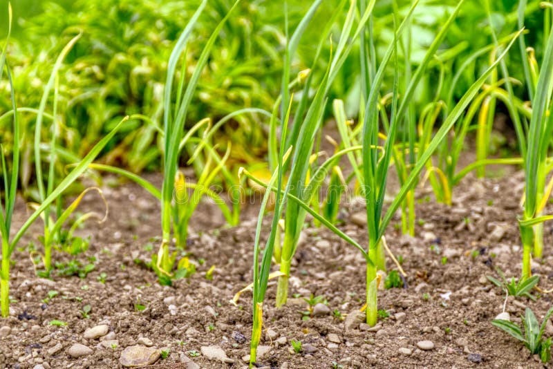 Spring Green Young Leaves Garlic Plants Stock Photo - Image of garlic ...