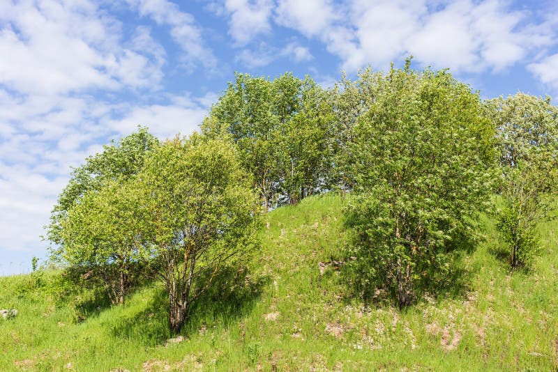 Spring greenery stock image. Image of plant, outdoors - 41048283