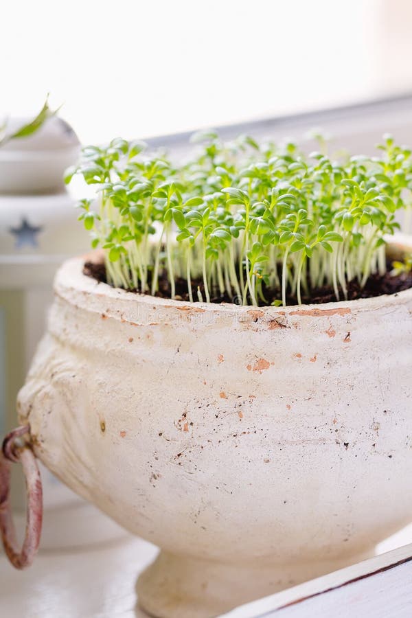 Spring Greenery on Windowsill Stock Image - Image of health, kitchen ...