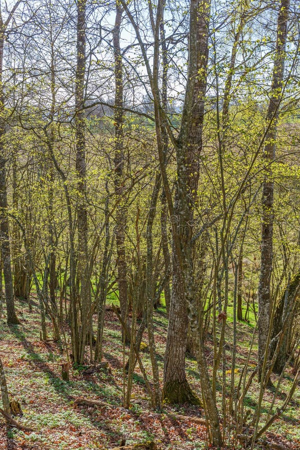 Spring Greenery in the Woods of Hazel Trees a Spring Day Stock Photo ...