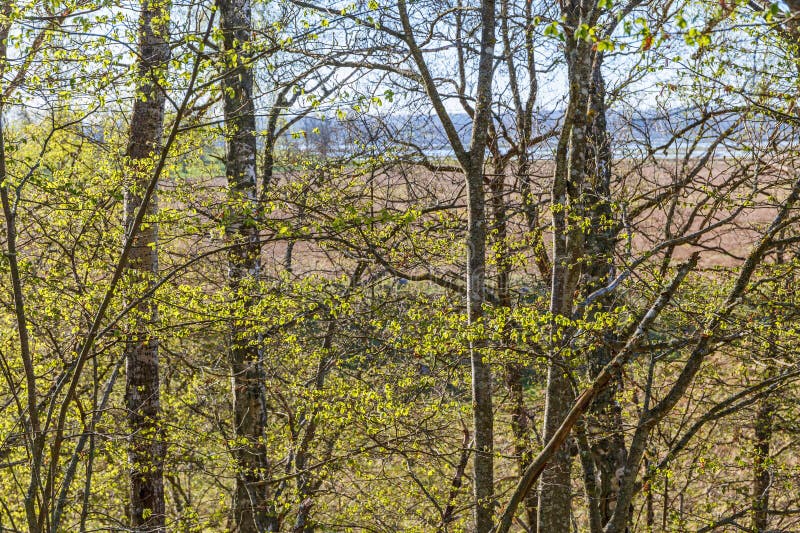 Spring Greenery in the Woods on a Lovely Spring Day Stock Image - Image ...