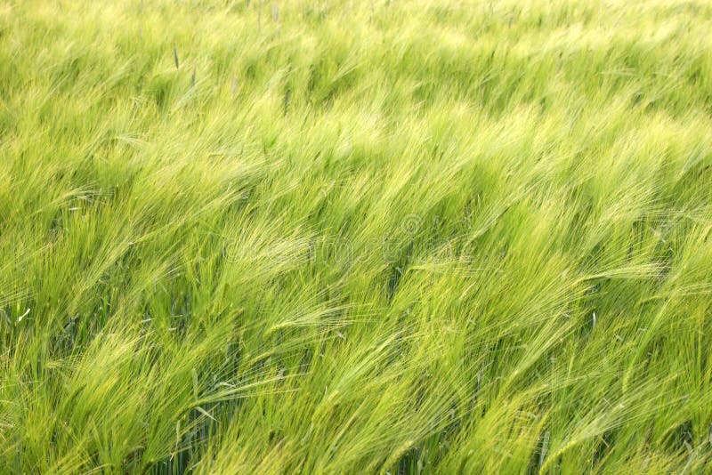 Green agriculture field stock photo. Image of field, idyllic - 851502