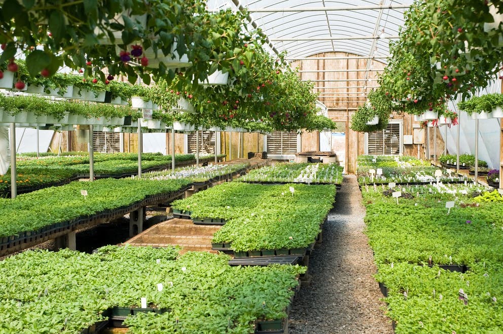 Spring greenhouse nursery stock photo. Image of landscaping - 9134724