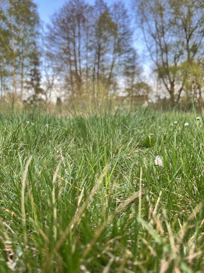 Spring Greening Grass with the First Blooming Flowers Stock Photo ...