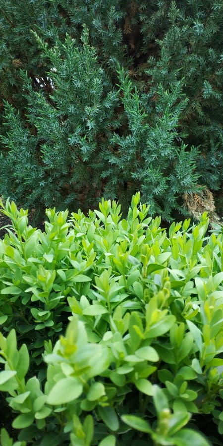 Spring Greens in the Garden Stock Image - Image of textured, nature ...