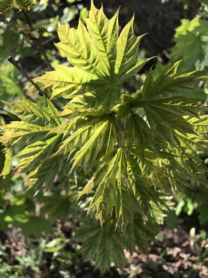 Canadian maple stock image. Image of maple, wallpaper - 92621497