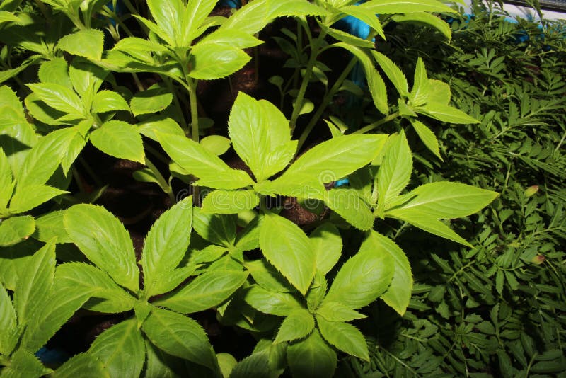Spring greens stock image. Image of plant, seedlings - 93258059