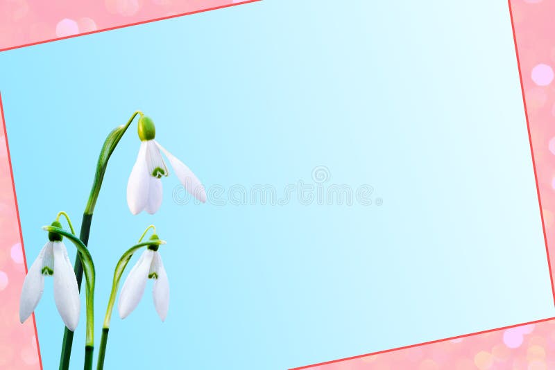 Spring Greeting Card with Snowdrops and Blank Light Blue Text Box ...