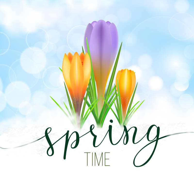 Spring Greeting Card with Yellow and Violet Crocuses Stock Vector ...