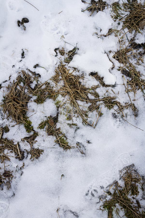 Spring Ground Covered with Thawing Snow Stock Image - Image of natural ...