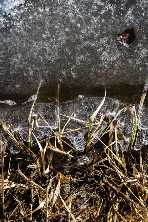Spring Ground Covered with Thawing Snow Stock Photo - Image of climate ...