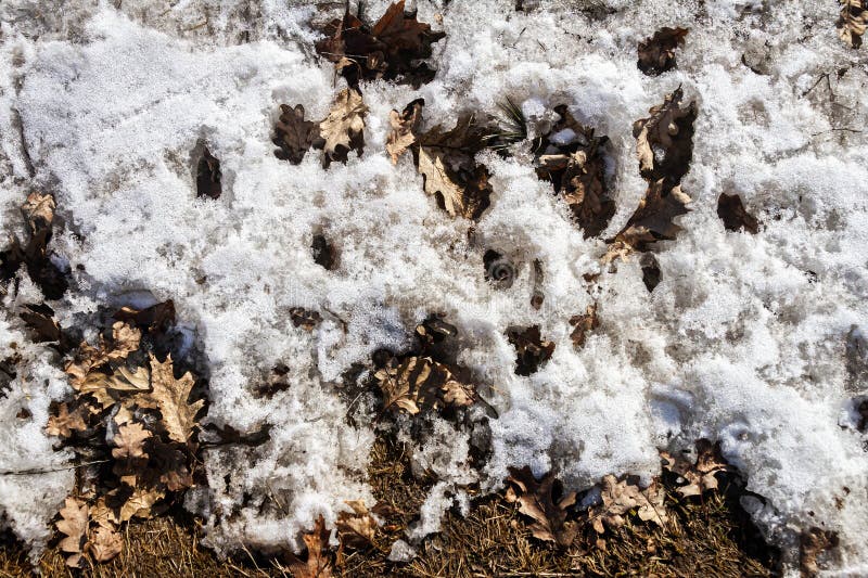 Spring Ground Covered with Thawing Snow Stock Image - Image of seasonal ...