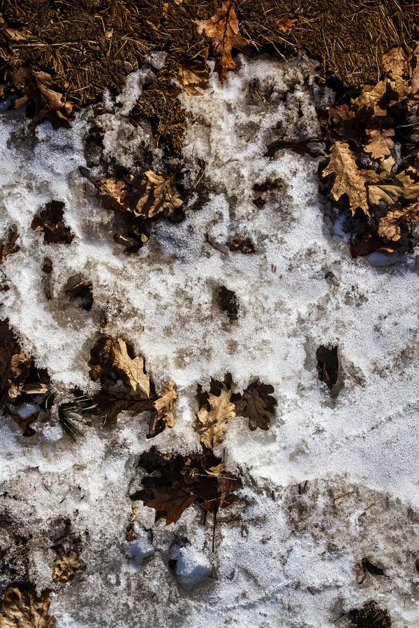 Spring Ground Covered with Thawing Snow Stock Photo - Image of climate ...