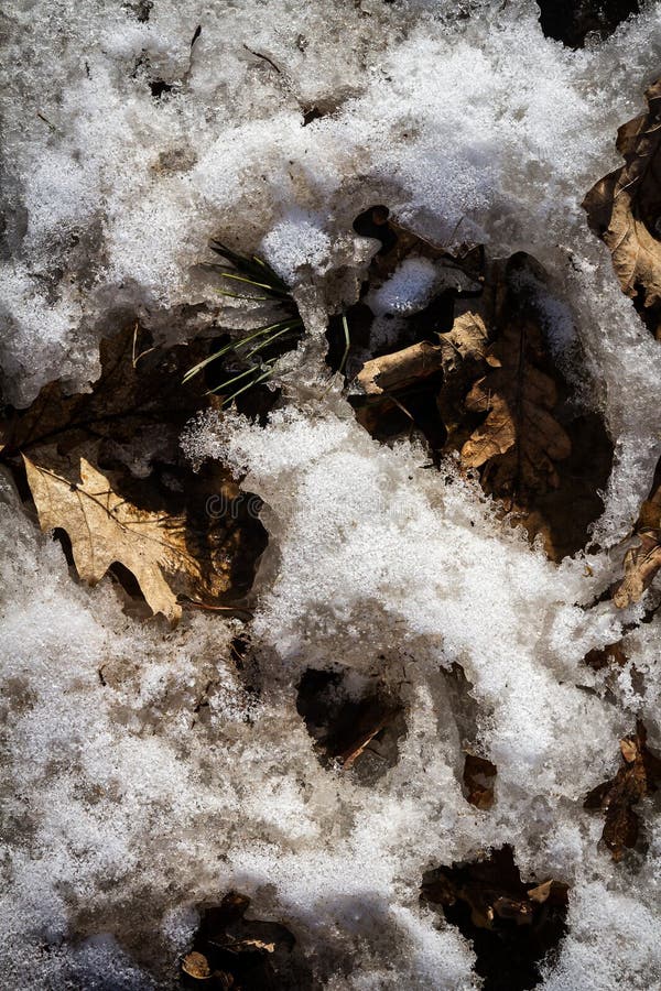 Spring Ground Covered with Thawing Snow Stock Image - Image of ...