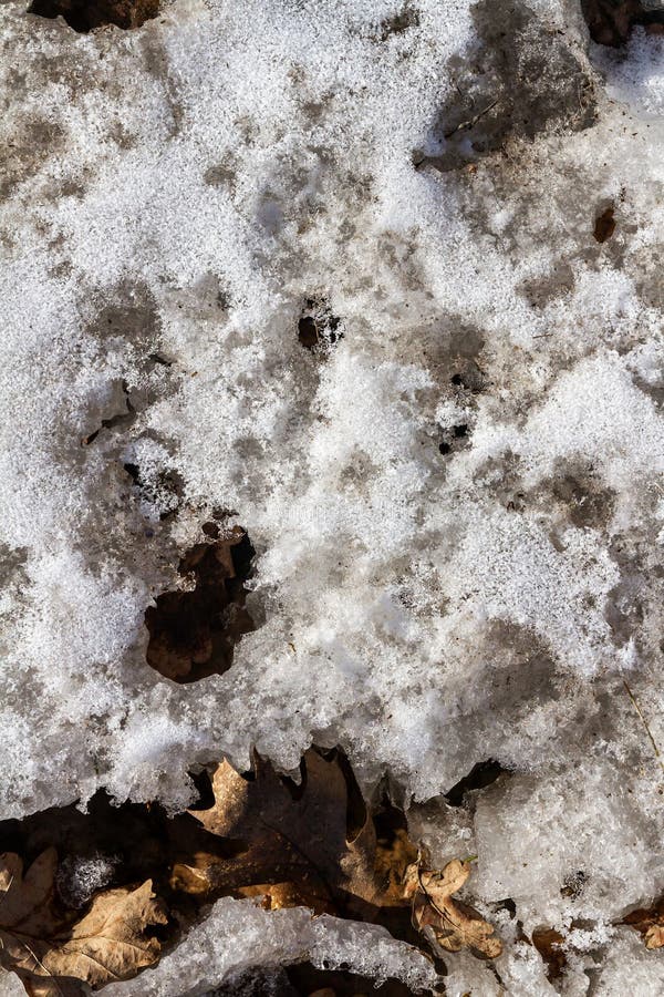 Spring Ground Covered with Thawing Snow Stock Image - Image of ...