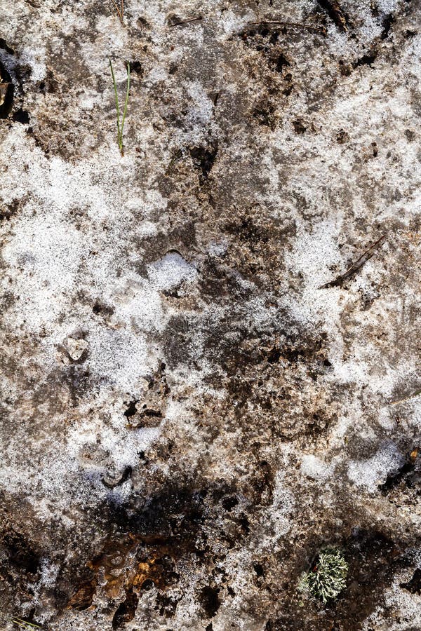 Spring Ground Covered with Thawing Snow Stock Photo - Image of winter ...