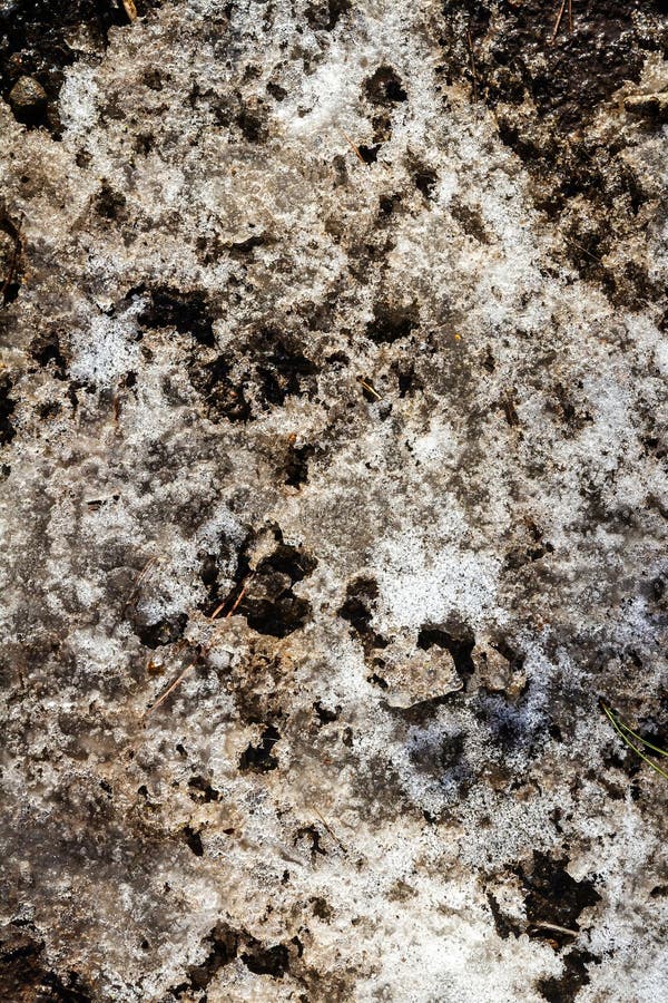 Spring Ground Covered with Thawing Snow Stock Photo - Image of frost ...