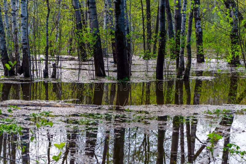 Spring Grove of Trees Flooded during High Water Stock Image - Image of ...