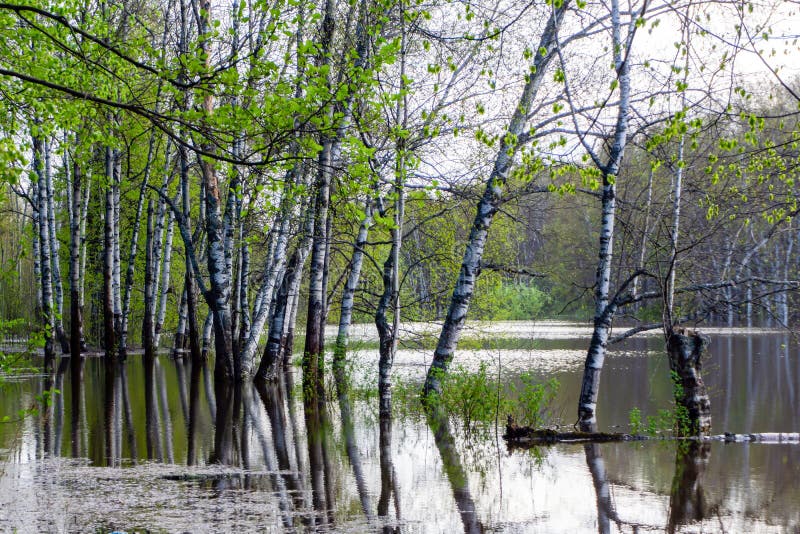 Spring Grove of Trees Flooded during High Water Stock Photo - Image of ...
