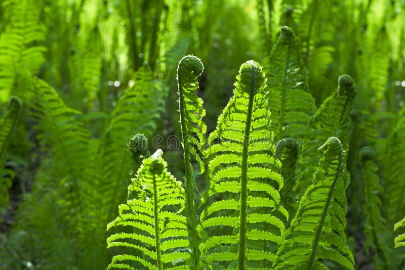 Ferns in the Back Light in the Spring. Stock Photo - Image of plant ...