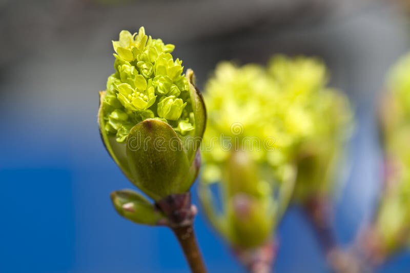 Spring growing bud stock photo. Image of background, blossom - 19178888
