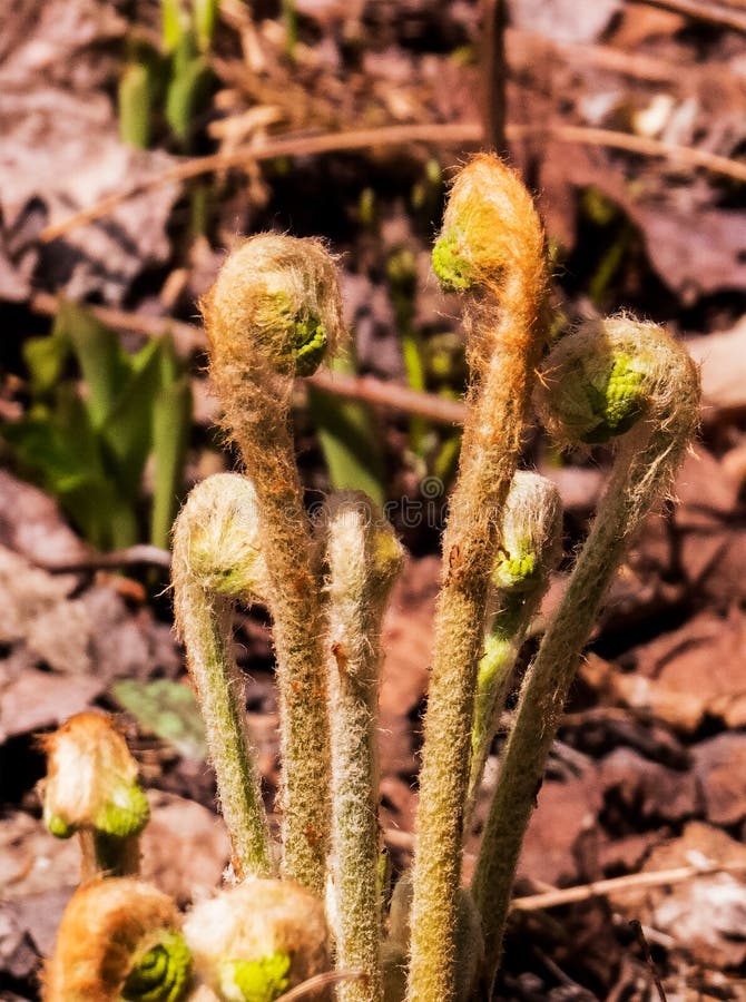 Fiddleheads Forest stock photo. Image of head, fern, stems - 57182050