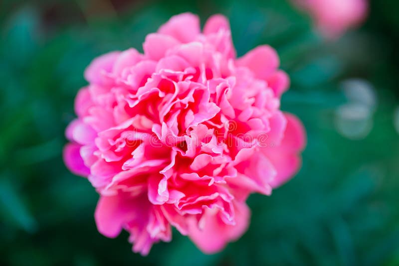 Spring Growing Flowers and Nature that Comes Alive Stock Photo - Image ...