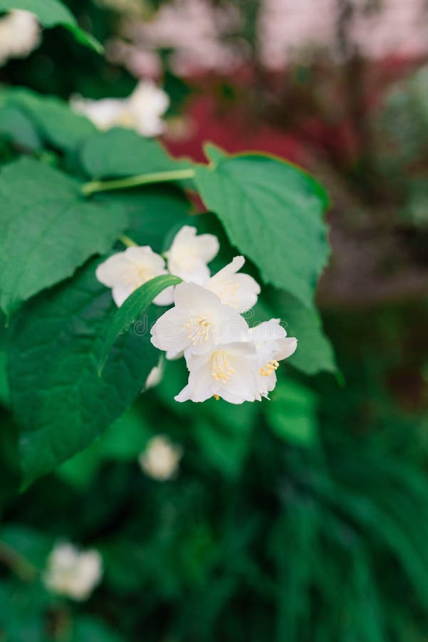 Spring Growing Flowers and Nature that Comes Alive Stock Photo - Image ...