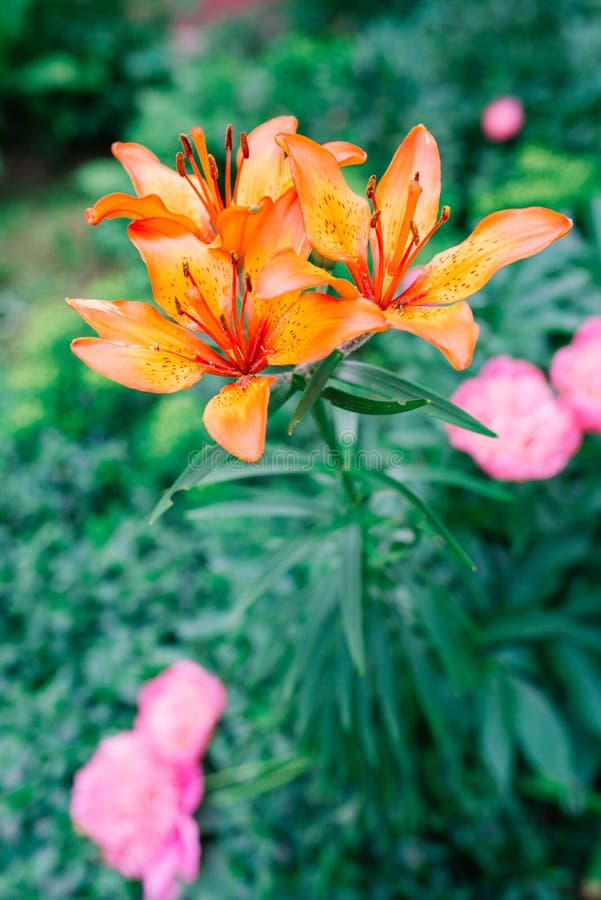 Spring Growing Flowers and Nature that Comes Alive Stock Image - Image ...