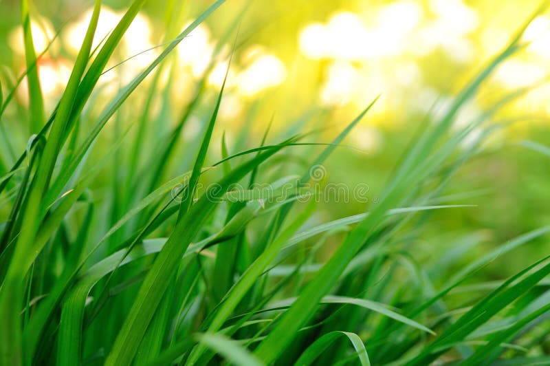 Spring growing grass stock photo. Image of summer, defocused - 292186280