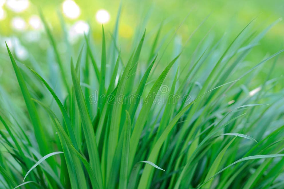 Spring growing grass stock photo. Image of meadow, defocused - 380633208